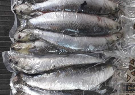 Сельдь дунайская свежемороженая крупная 3 4шт кг 260 грн Продукти харчування напої Одеса