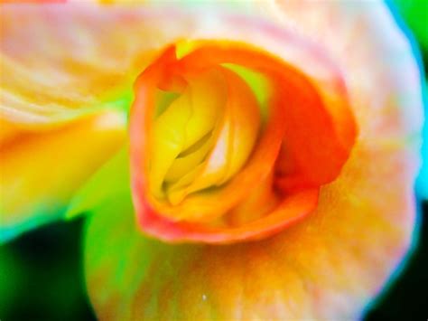 Premium Photo Macro Shot Of Flower