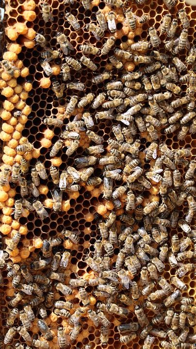 Bee Honey Ul Free Photo On Pixabay Pixabay
