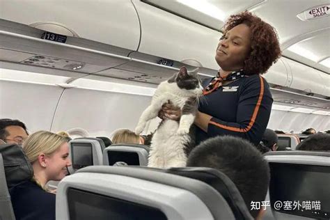 空姐突然抱出一只巨型猫猫，飞机上为它寻找饲主！ 知乎