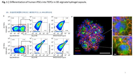Jc Nature Methods 人源化小鼠移植ipsc衍生的胸腺类器官可以支持从头生成t细胞区室 哔哩哔哩