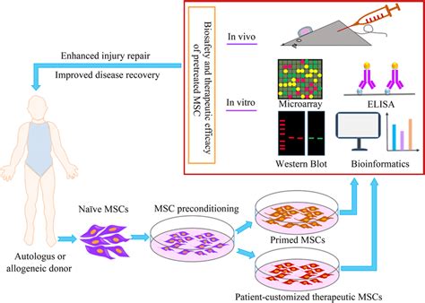 Cycle Of Naive MSCs To Preconditioned MSCs Towards Clinical Treatment Download Scientific