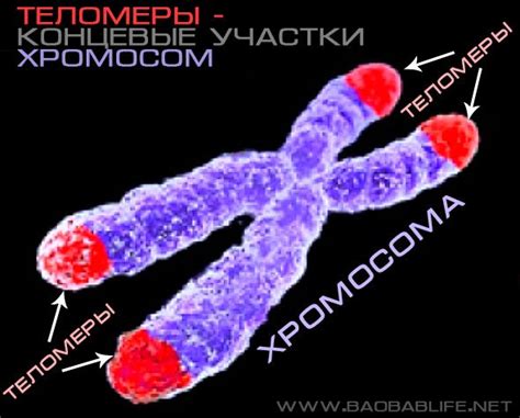 Как длина теломер связана с болезнями.