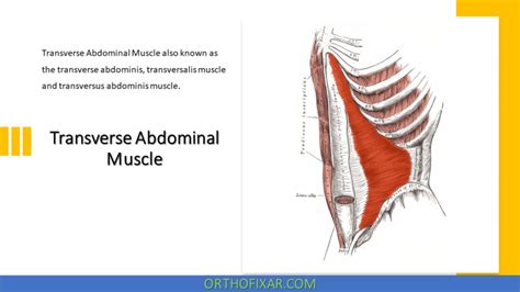 Orthofixar Orthopedic Surgery On Linkedin Transverse Abdominal