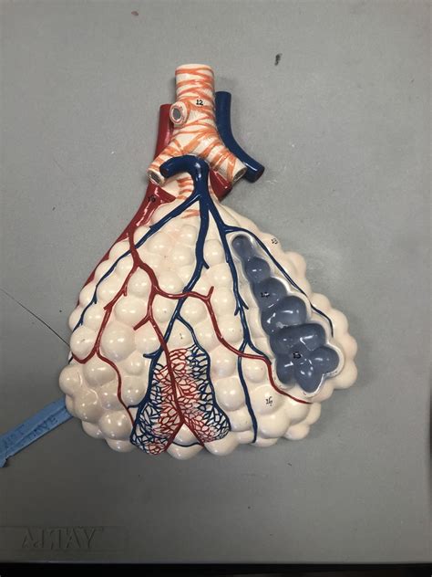Trachea Tree Diagram Quizlet