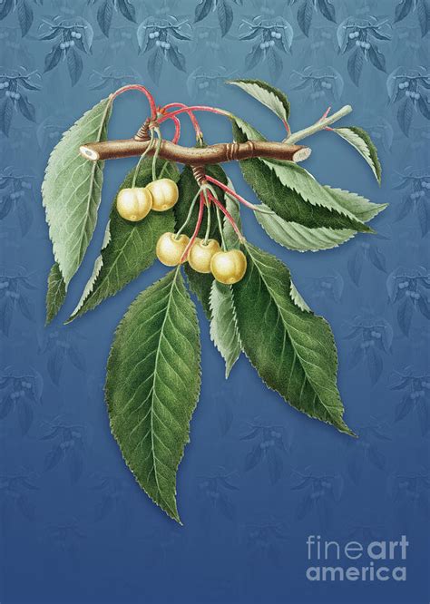 Vintage Cherry Botanical Art On Bahama Blue Pattern N1273 Mixed Media