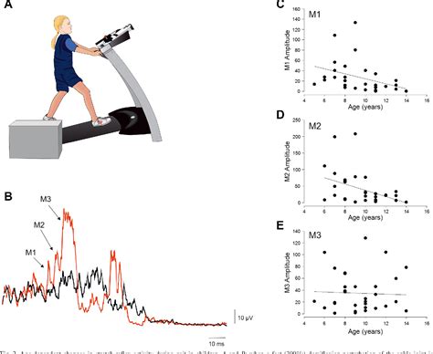 Figure 1 From Development And Aging Of Human Spinal Cord Circuitries Semantic Scholar