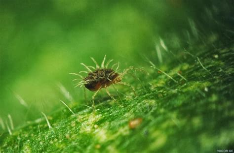 ზუგდიდის საინფორმაციო საკონსულტაციო სამსახურის ბლოგი