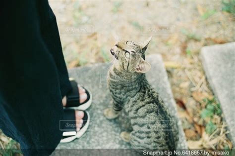 猫を撫でる人の写真・画像素材 6418667 Snapmart（スナップマート）