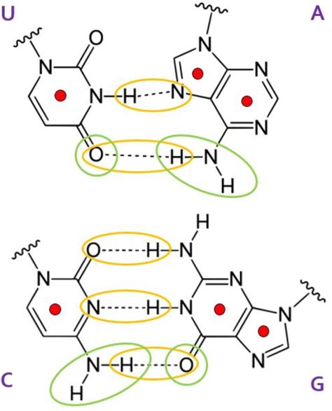 figure 3 from a binary representation of the genetic code semantic