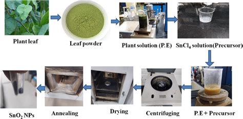 Schematic Diagram Of Green Synthesis Route In Sno2 Nps Download