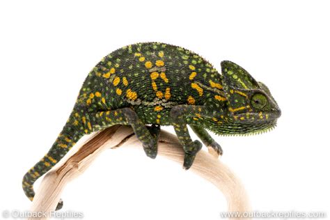 Veiled Chameleon Female Outback Reptiles