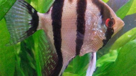 Angelfish Breeding Raising Fry Telling Genders