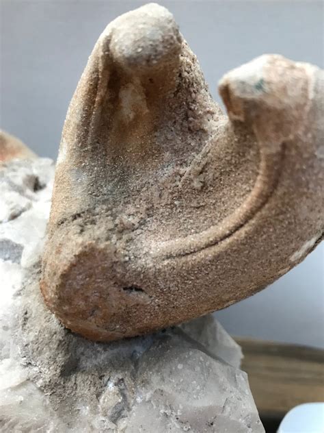 Mollusc Fossil Half 16 Cm 11 Cm Catawiki