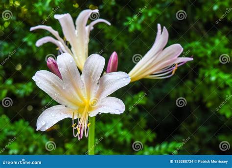 Flower Blooming In Perennial Garden Stock Photo Image Of Flora