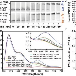 Cryo EM Structures Of FEN1DNAPCNA And Lig1DNAPCNAFEN1 Complexes A