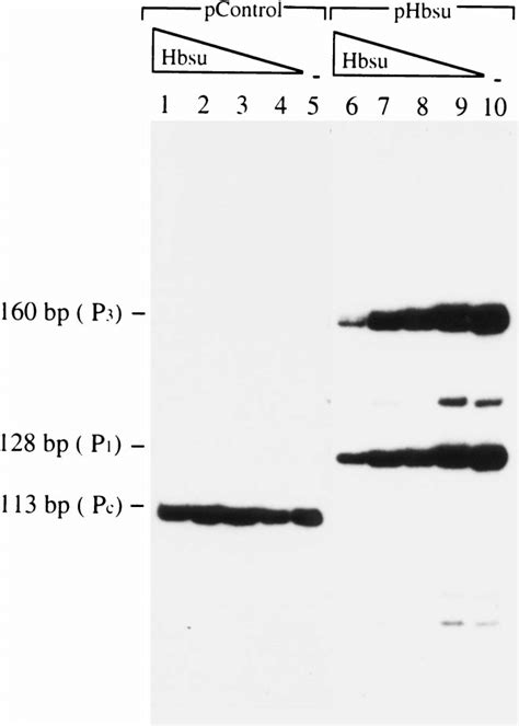 Primer Extension Assay Of The Hbs Promoters In The Presence Or Download Scientific Diagram
