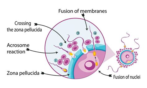 Fertilization process with step-by-step sperm egg and zygote rendering Cell Vector Design ...