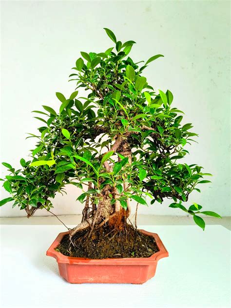 Ficus Bonsai Tree Aerial Root 15 Years 50cm Abana Homes
