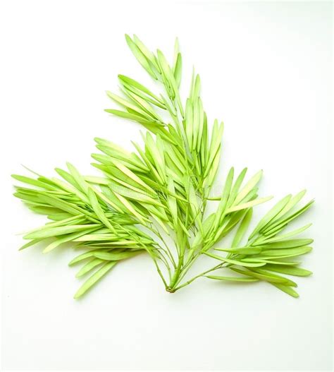 Brush Seeds On A White Background Stock Image Image Of Drawing Food