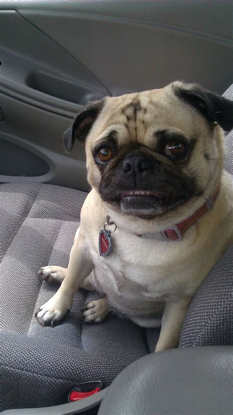 Wiggle Bug Taking A Ride Pug Love Pugs Puggle