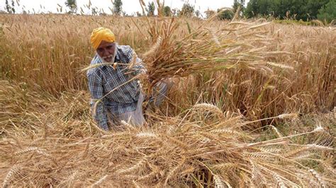 Govt Hikes Msp For Rabi Crops As Row On Farm Bills Continues The