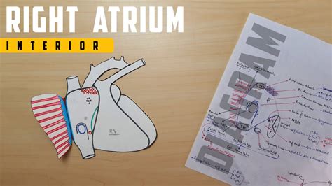 Right Atrium Anatomy Interior Part 3 Diagram Chart Tcml Youtube