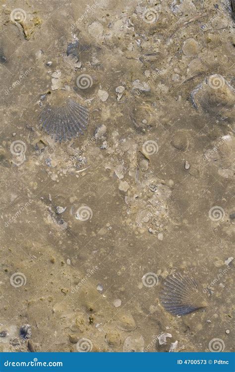 Rocks With Embedded Fossils Stock Image Image Of Background Mineralized 4700573