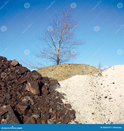 Naked Tree Royalty Free Stock Photo CartoonDealer