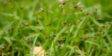 How To Get Rid Of Flying Termites Outside Mini Pest