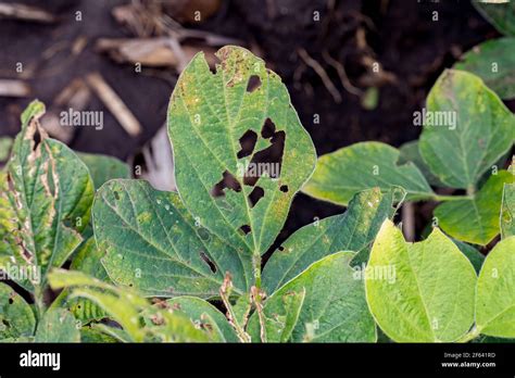 Closeup Of Soybean Plant Leaf With Chemical Herbicide Damage Concept