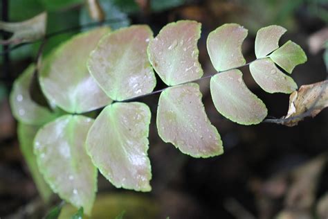 Adiantum Macrophyllum Ferns And Lycophytes Of The World