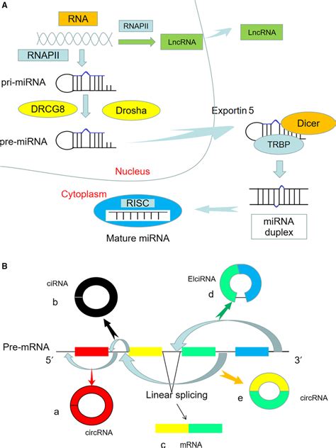 A The Biogenesis Of Mirna And Lncrna The Mirna Is Transcribed As Download Scientific Diagram