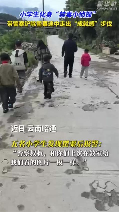 小学生化身“禁毒小侦探”，带民警铲除罂粟途中走出“成就感”步伐凤凰网资讯凤凰网