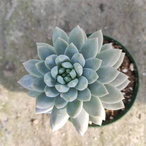Echeveria Lilac Mist Succulent Plant Ebay