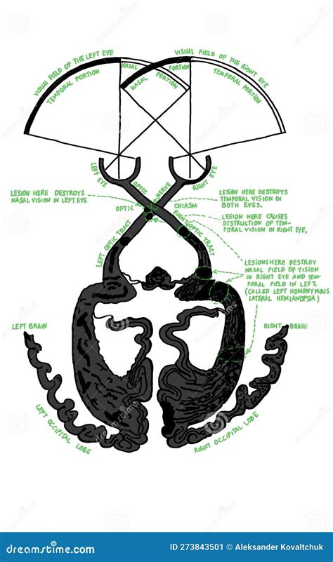 Visual Pathway Medical Vector Illustration Diagram