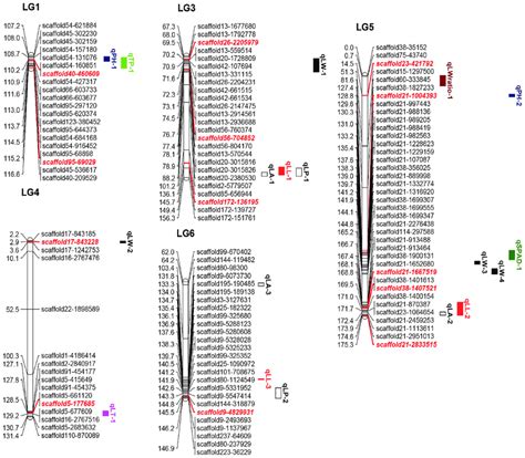 Quantitative Trait Loci Locations On The Linkage Map The Red And Download Scientific Diagram