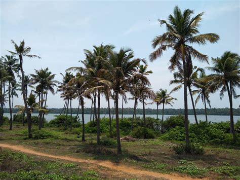 Coconut Palm Trees Kerala Coastline Stock Image Image Of Food Wind