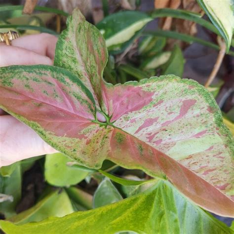 Syngonium Tricolor Confetti - Etsy