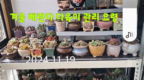 노인다육베란다다육이키우기겨울 다육이 관리요령2024 1119 Youtube