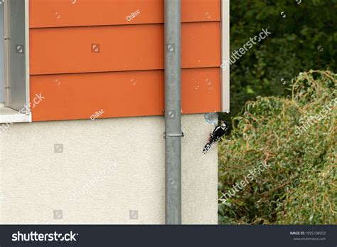 Woodpeckers House 1 800 Images Photos De Stock Objets 3d Et Images