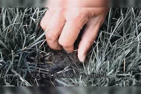男子翻修草皮发现了“一撮白毛”，将其翻开一看，瞬间又惊又喜！