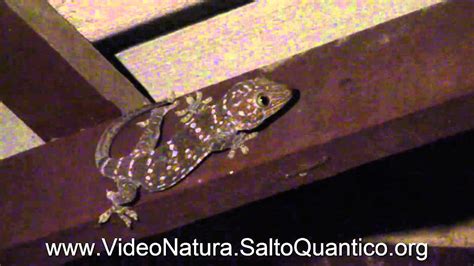 Geko Piccolo E Geko Grande Video E Meraviglia Della Natura Youtube