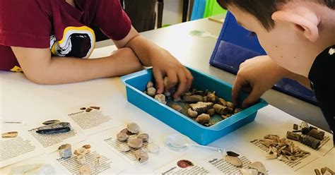 Being Great With Mrs Bates Fossil Sorting Activity Kit