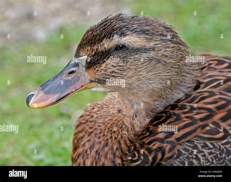 Rouen Ducklings