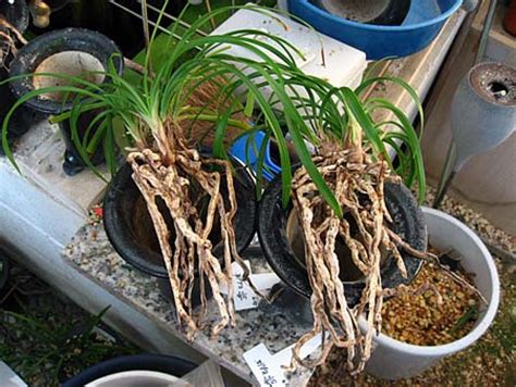 春蘭の植え替えを始めた No 362 東洋蘭風来記奥部屋