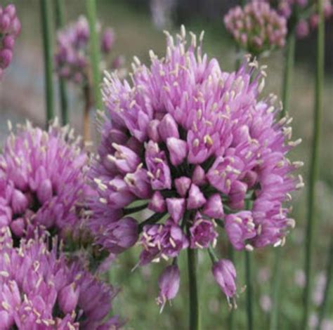 Allium senescens 'Lisa Blue' | Passiflora