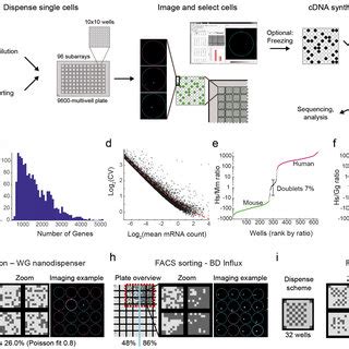 General Workflow Of Single Cell RNA Sequencing ScRNA Seq Experiments Download Scientific