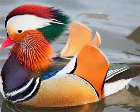 The Amazing Mandarin Duck Beautiful Birds Exotic Birds Most