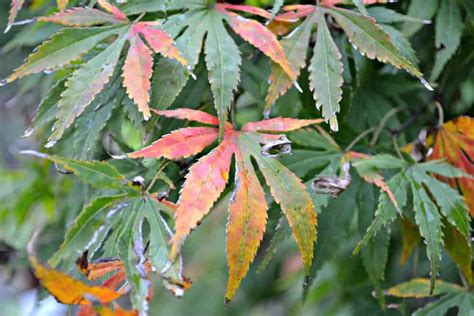 Are Japanese Maple Trees Poisonous To Cats At Janet Wall Blog